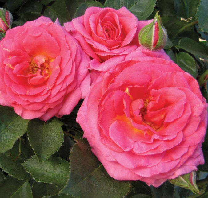 Time After Time - Weeks Rose – Wildwood Outdoor Living