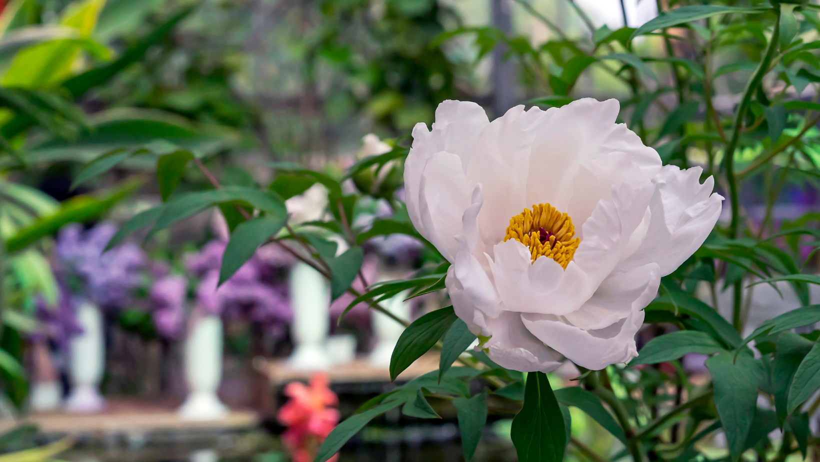 Fragrant Spring Bulbs – Wildwood Outdoor Living