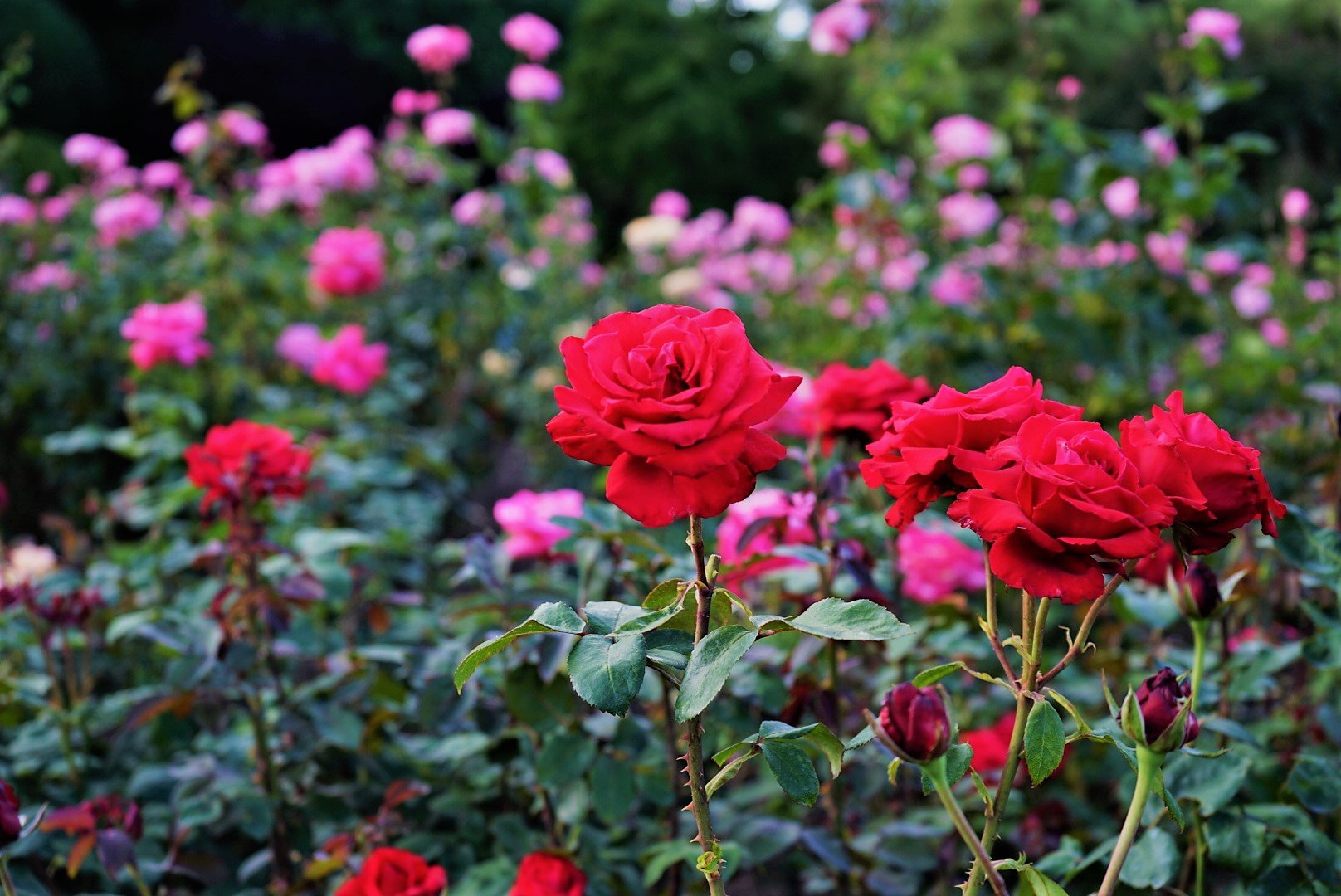 Roses | Over 450 Varieties | Canada-Wide Shipping – Wildwood Outdoor Living