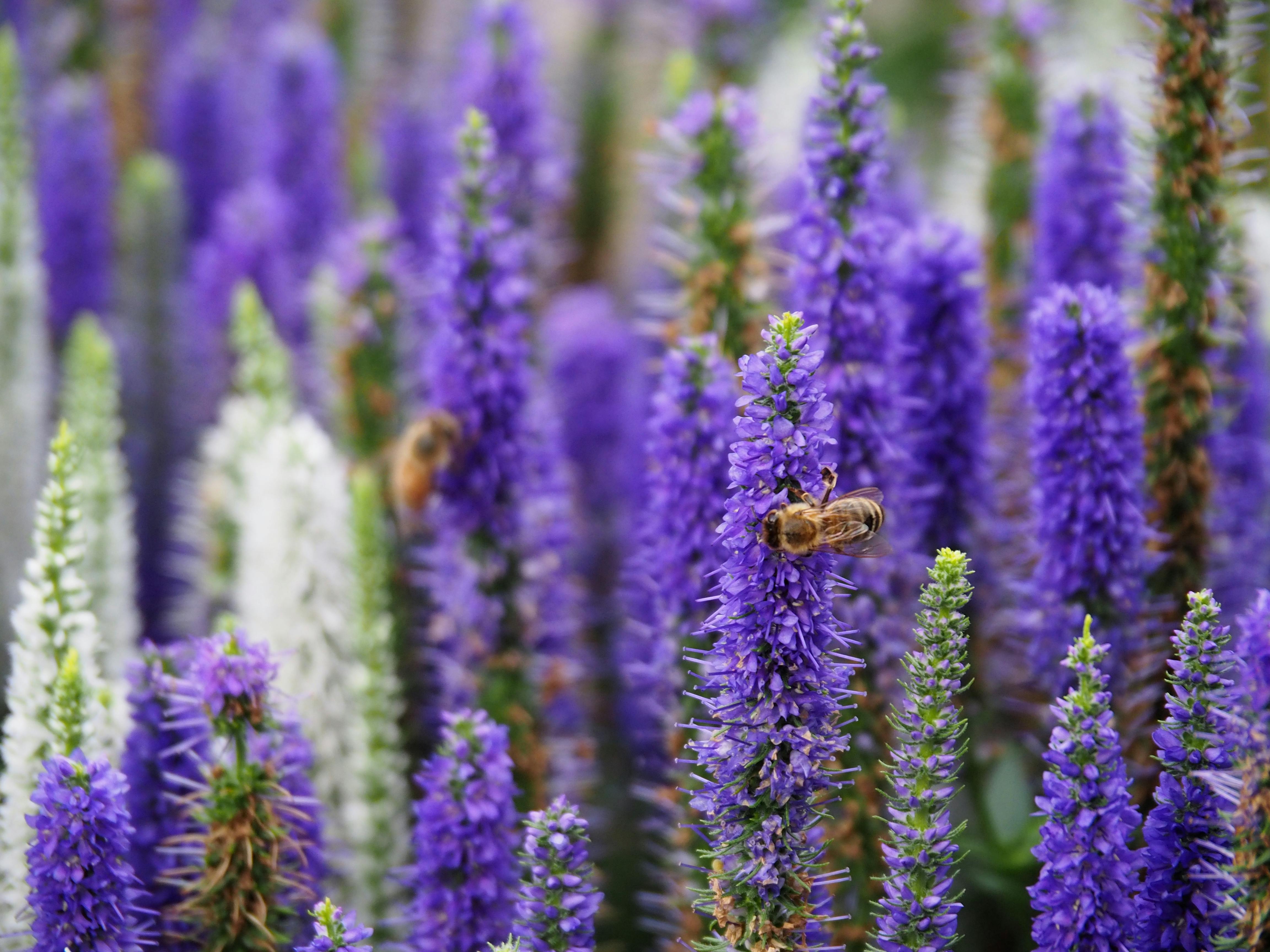 Veronica Plants | Largest Selection in Canada | Wildwood Express ...