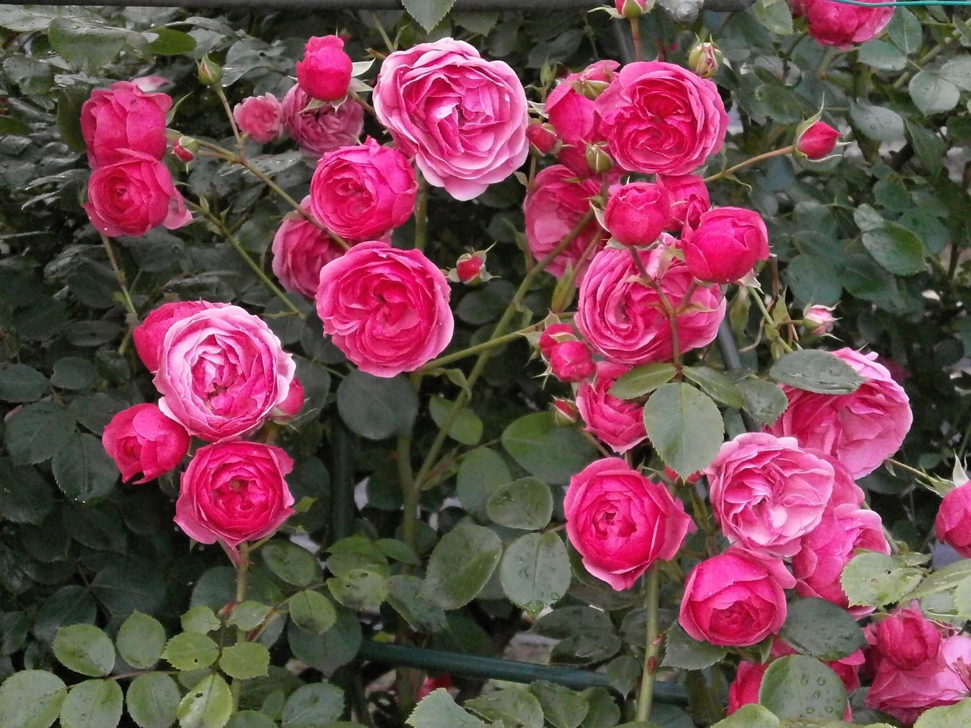 Miniature Roses – Wildwood Outdoor Living