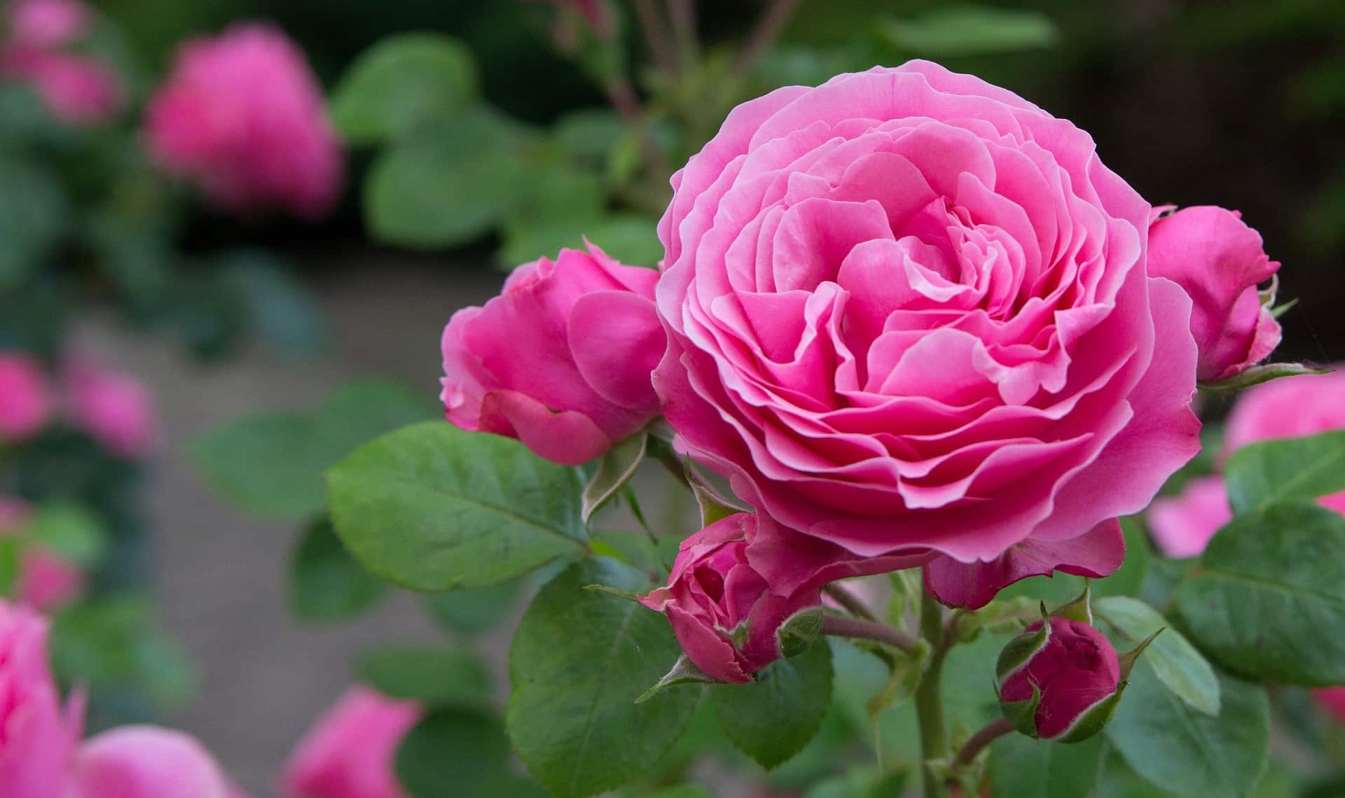 Grandiflora Roses – Wildwood Outdoor Living