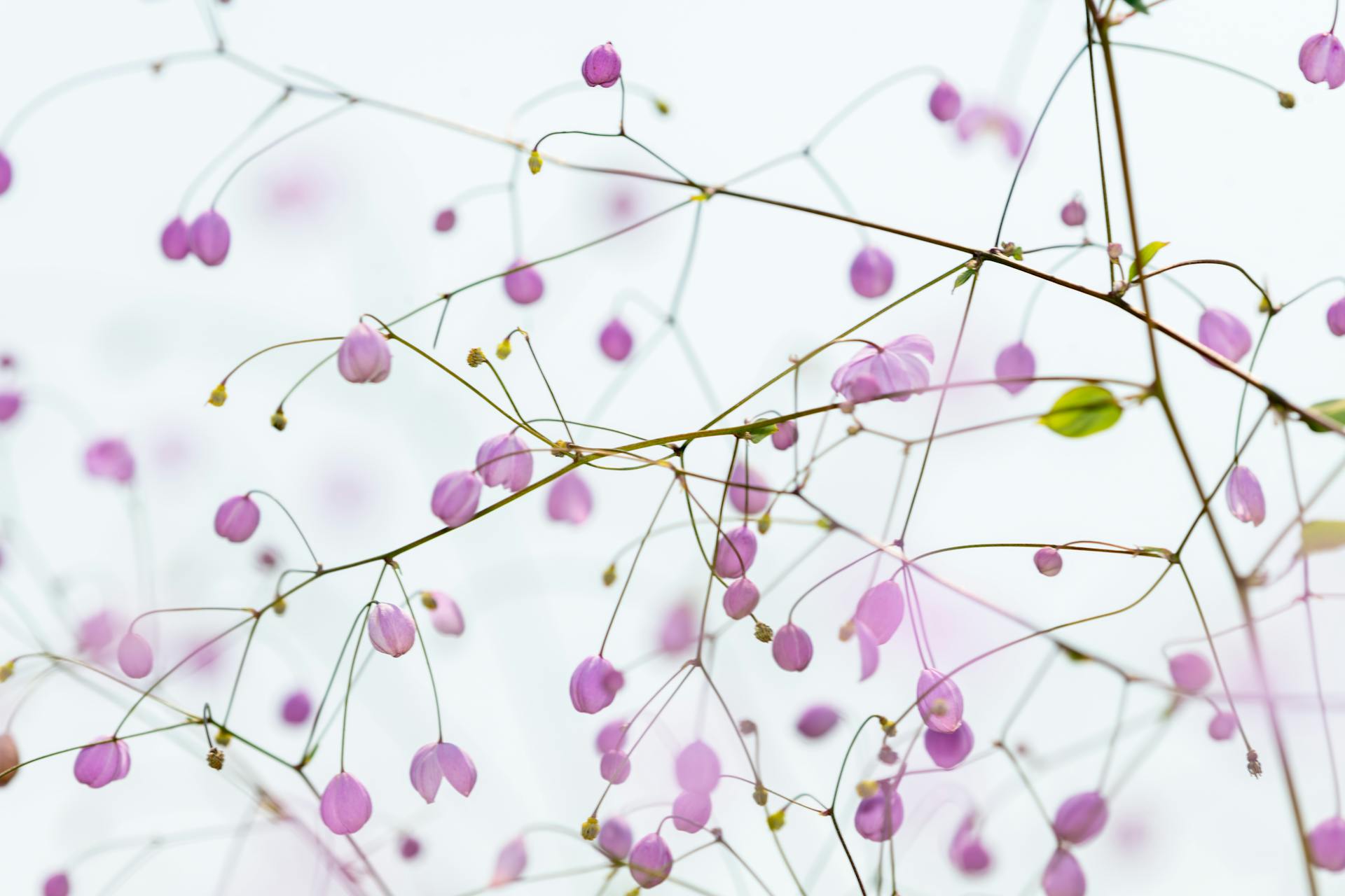 Thalictrum Plants | Largest Selection in Canada | Wildwood Express ...