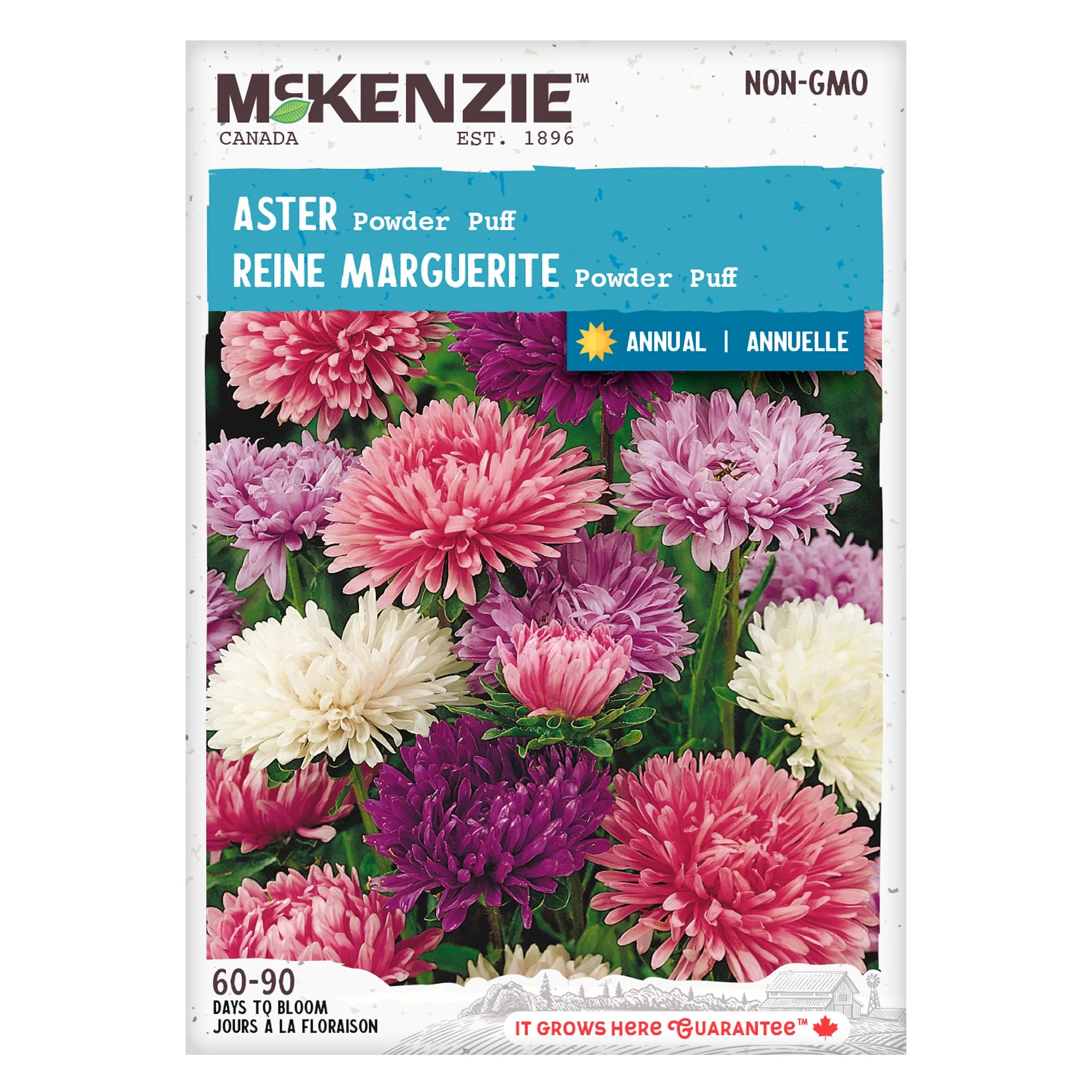Aster Powder Puff - Mckenzie Seeds – Wildwood Outdoor Living