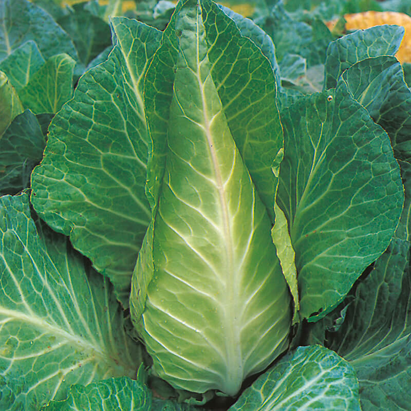 Filderkraut Cabbage - Eagleridge Seeds – Wildwood Outdoor Living