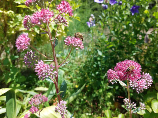 Sedum Stone Orpine - Eagleridge Seeds – Wildwood Outdoor Living