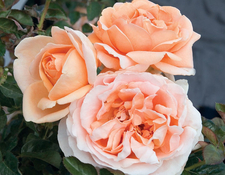 Roses | Over 450 Varieties | Canada-Wide Shipping – Wildwood Outdoor Living