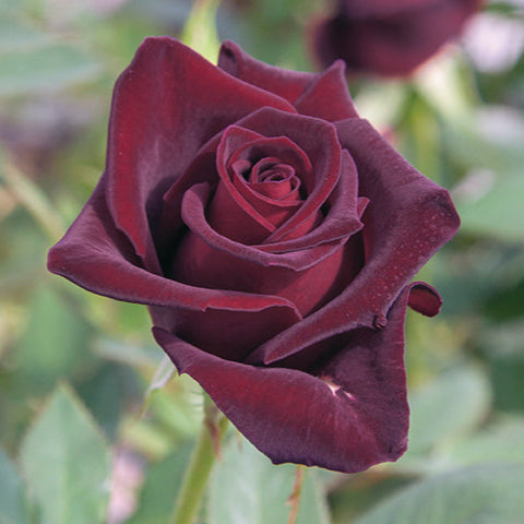 Black Baccara - Star Roses and Plants – Wildwood Outdoor Living