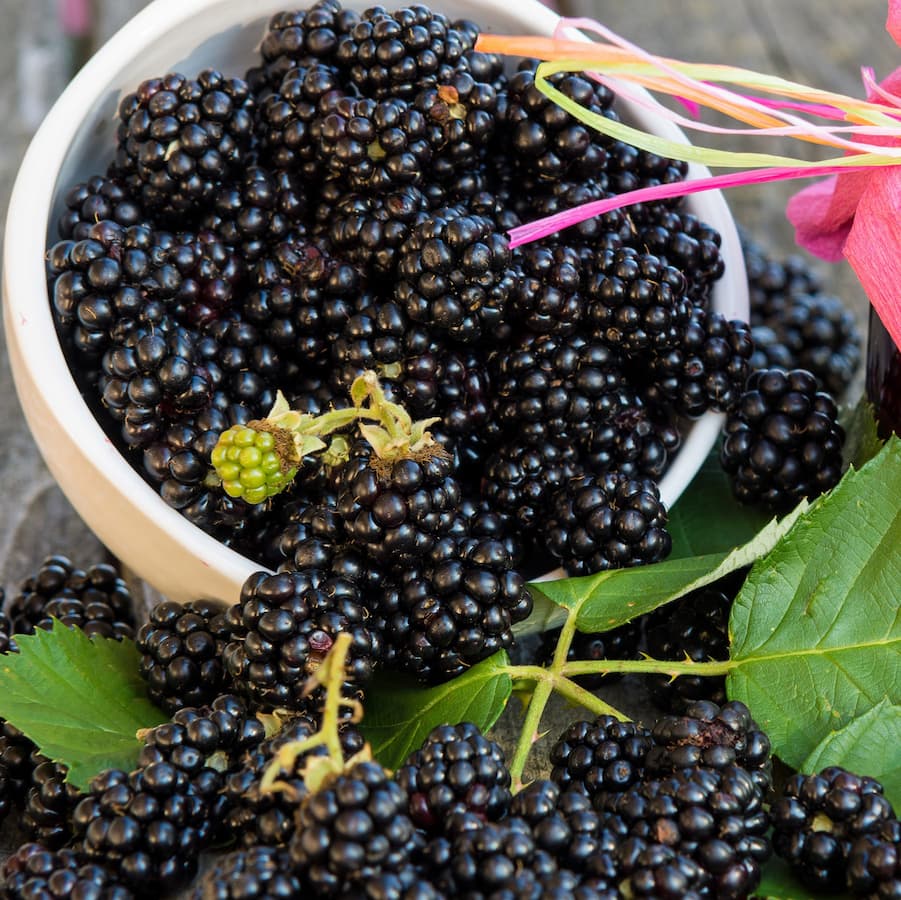 Blackberry - Balsor's Hardy | 1 Cane, 1 Gallon Pot – Wildwood Outdoor ...