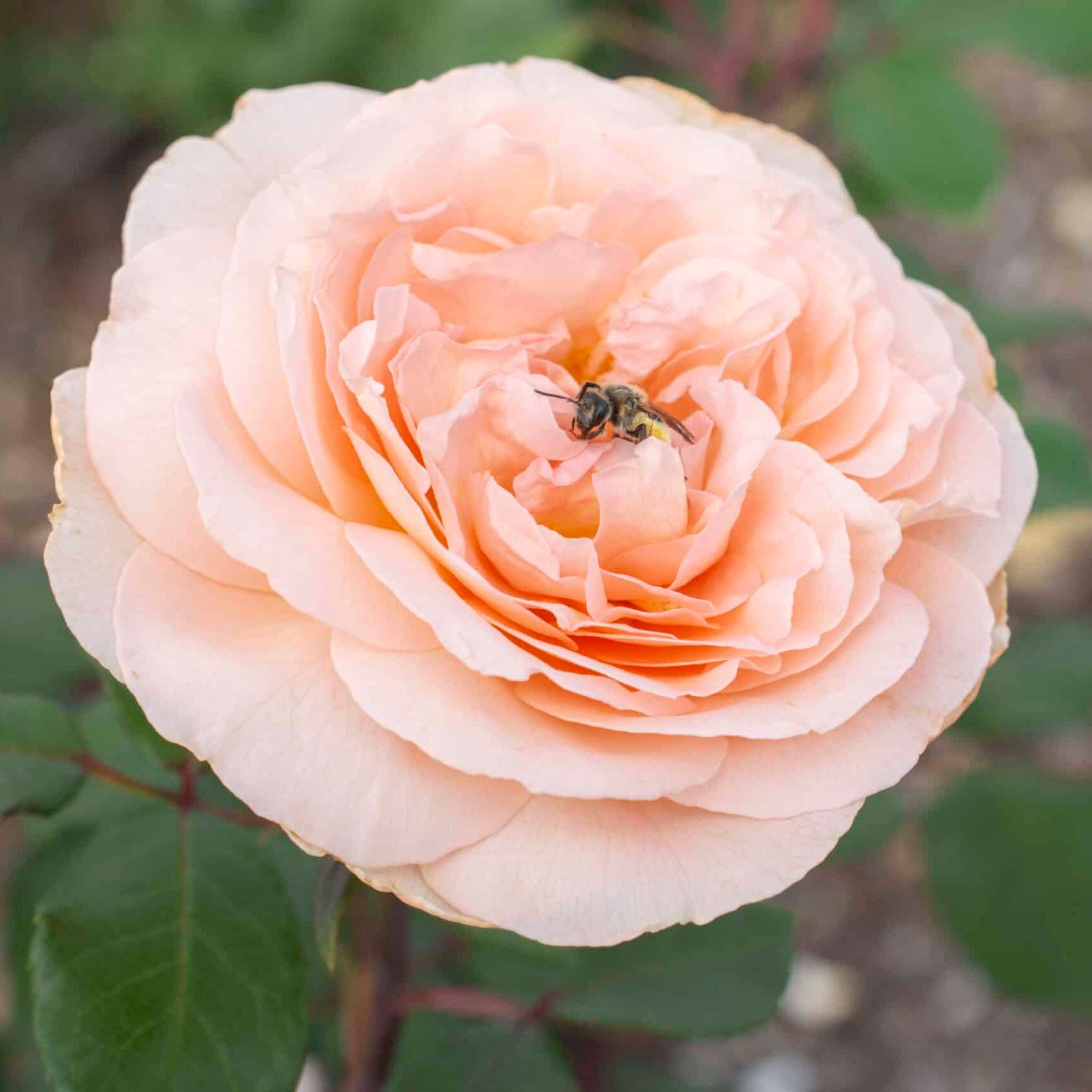 Parfuma® Bliss - Kordes® Roses – Wildwood Outdoor Living