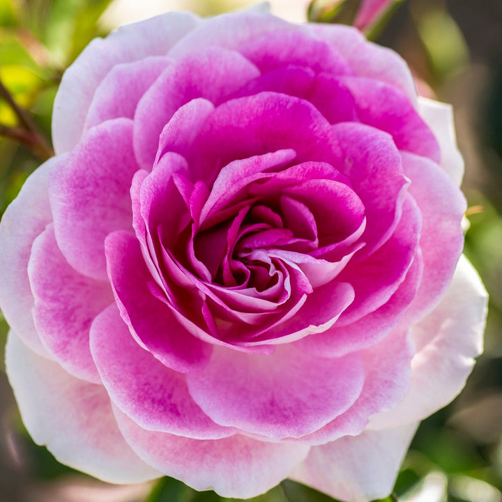 Roses | Over 450 Varieties | Canada-Wide Shipping – Wildwood Outdoor Living