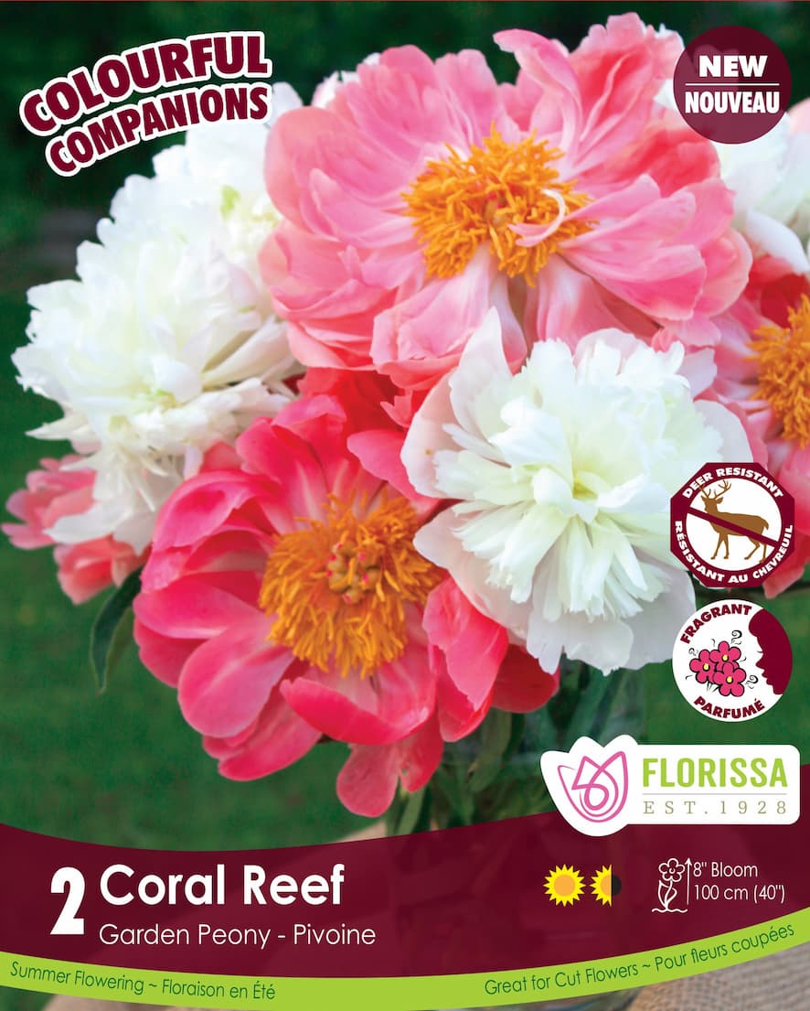 Pink Coral Reef Plants 13,984 Coral Reef Plants Stock Photos Free