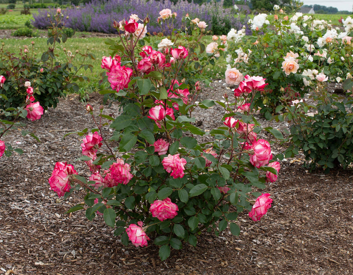 Roses | Over 450 Varieties | Canada-Wide Shipping – Page 10 – Wildwood ...