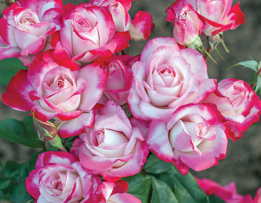 Roses | Over 450 Varieties | Canada-Wide Shipping – Page 10 – Wildwood ...
