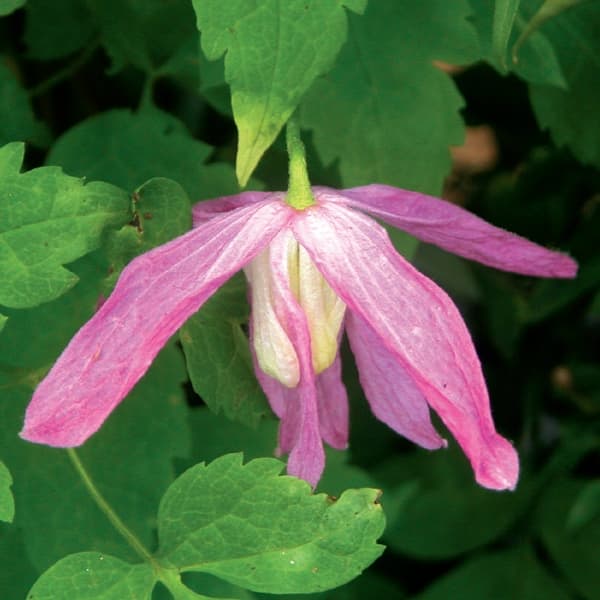 Clematis Vines | Largest Selection in Canada – Wildwood Outdoor Living