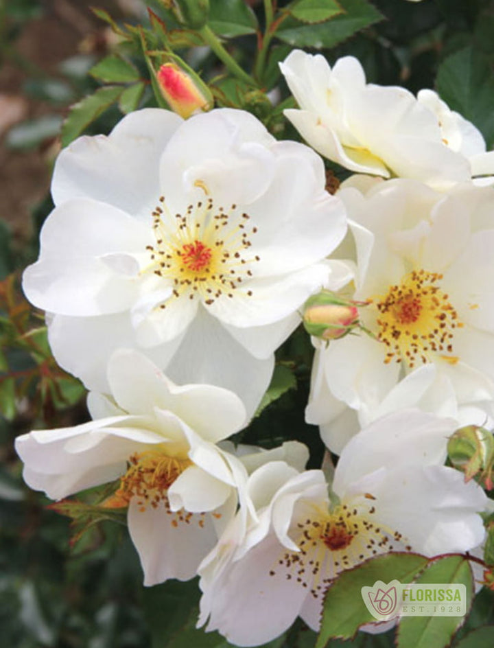 Cold Hardy Roses | The Best Roses for Canadian Cold Climates – Wildwood ...