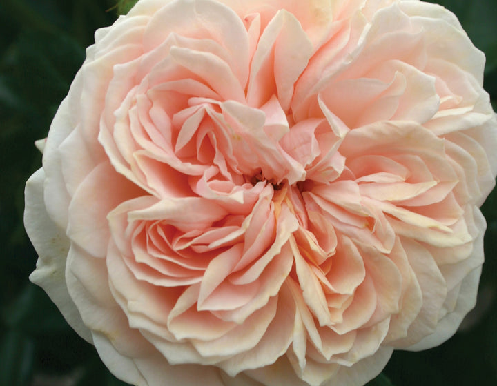 Roses | Over 450 Varieties | Canada-Wide Shipping – Page 6 – Wildwood ...