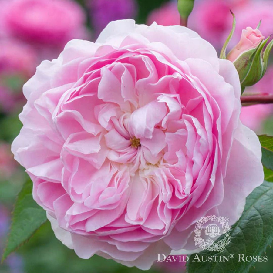 Roses | Over 450 Varieties | Canada-Wide Shipping – Wildwood Outdoor Living