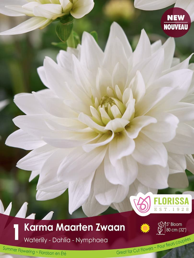 Dahlia | Waterlily Dahlia | Karma Maarten Zwaan | Spring Planting Bulb ...