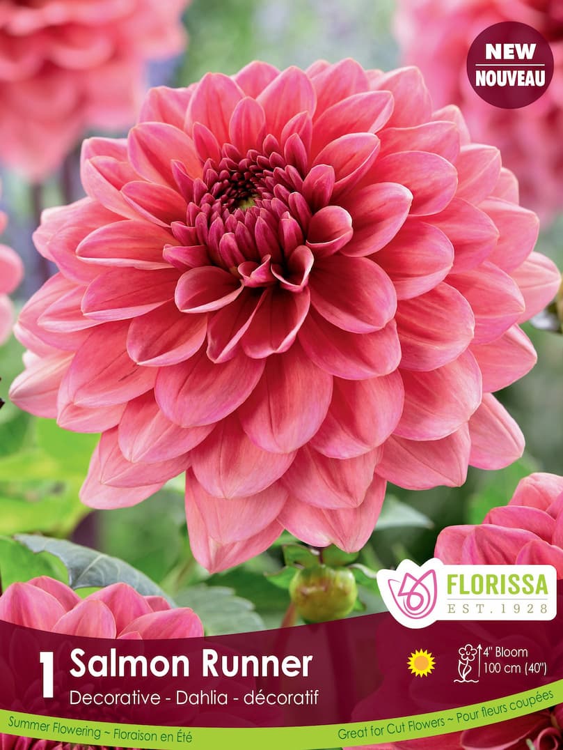 Dahlia | Decorative | Salmon Runner | Spring Planting Bulb – Wildwood ...