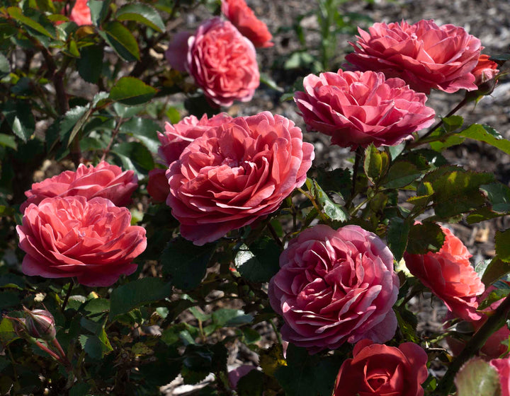 Roses | Over 450 Varieties | Canada-Wide Shipping – Page 2 – Wildwood ...