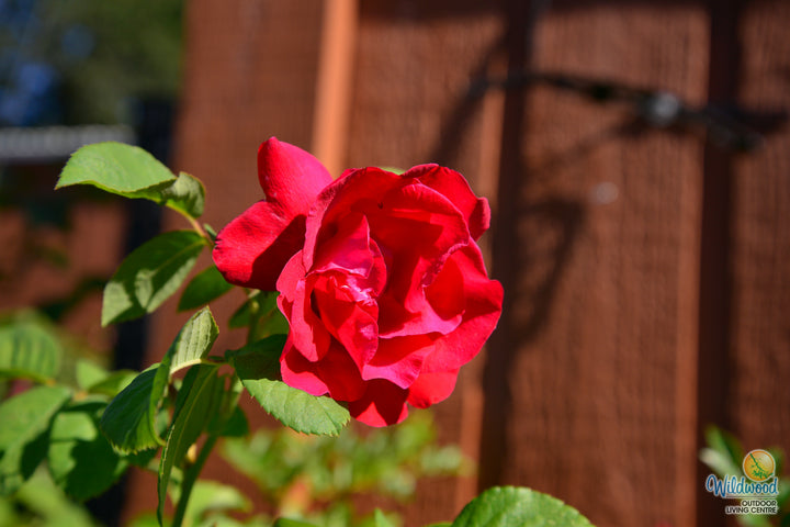Cold Hardy Roses | The Best Roses for Canadian Cold Climates – Wildwood ...
