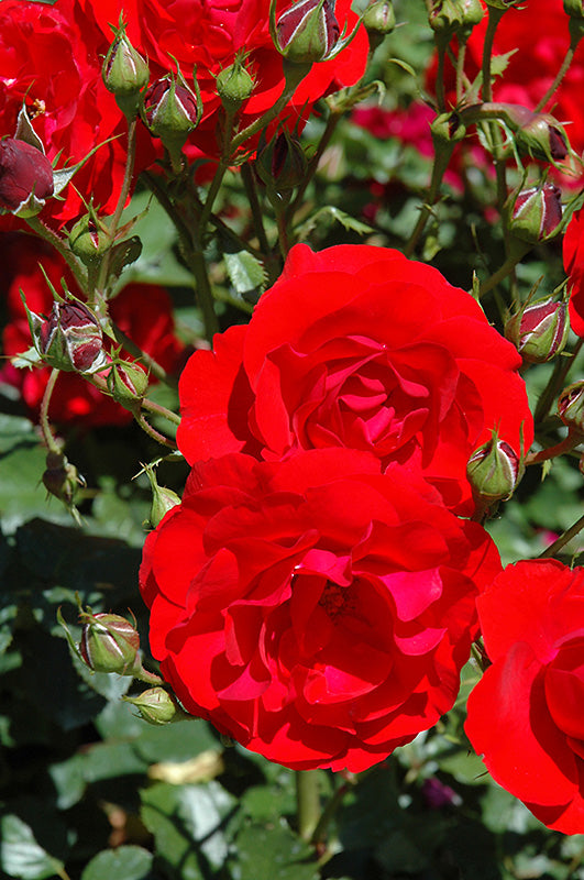 Showbiz | Floribunda | Weeks Rose – Wildwood Outdoor Living