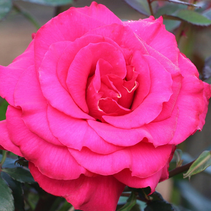 Roses | Over 450 Varieties | Canada-Wide Shipping – Page 6 – Wildwood ...