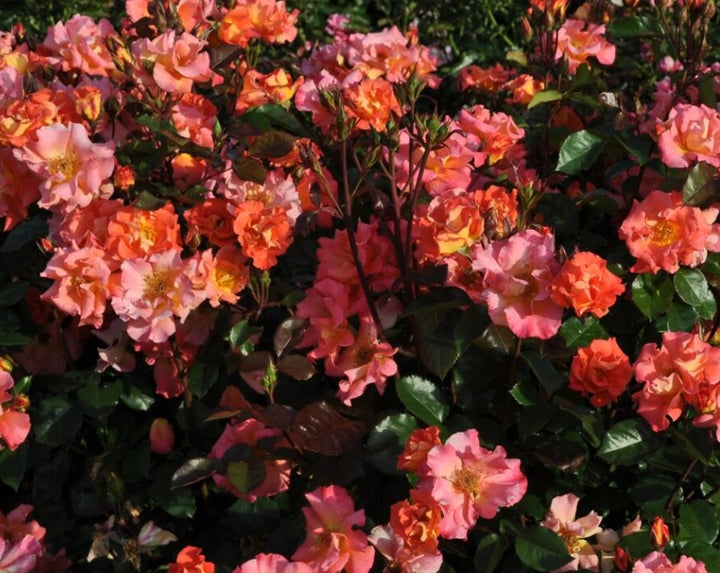 Roses | Over 450 Varieties | Canada-Wide Shipping – Page 2 – Wildwood ...