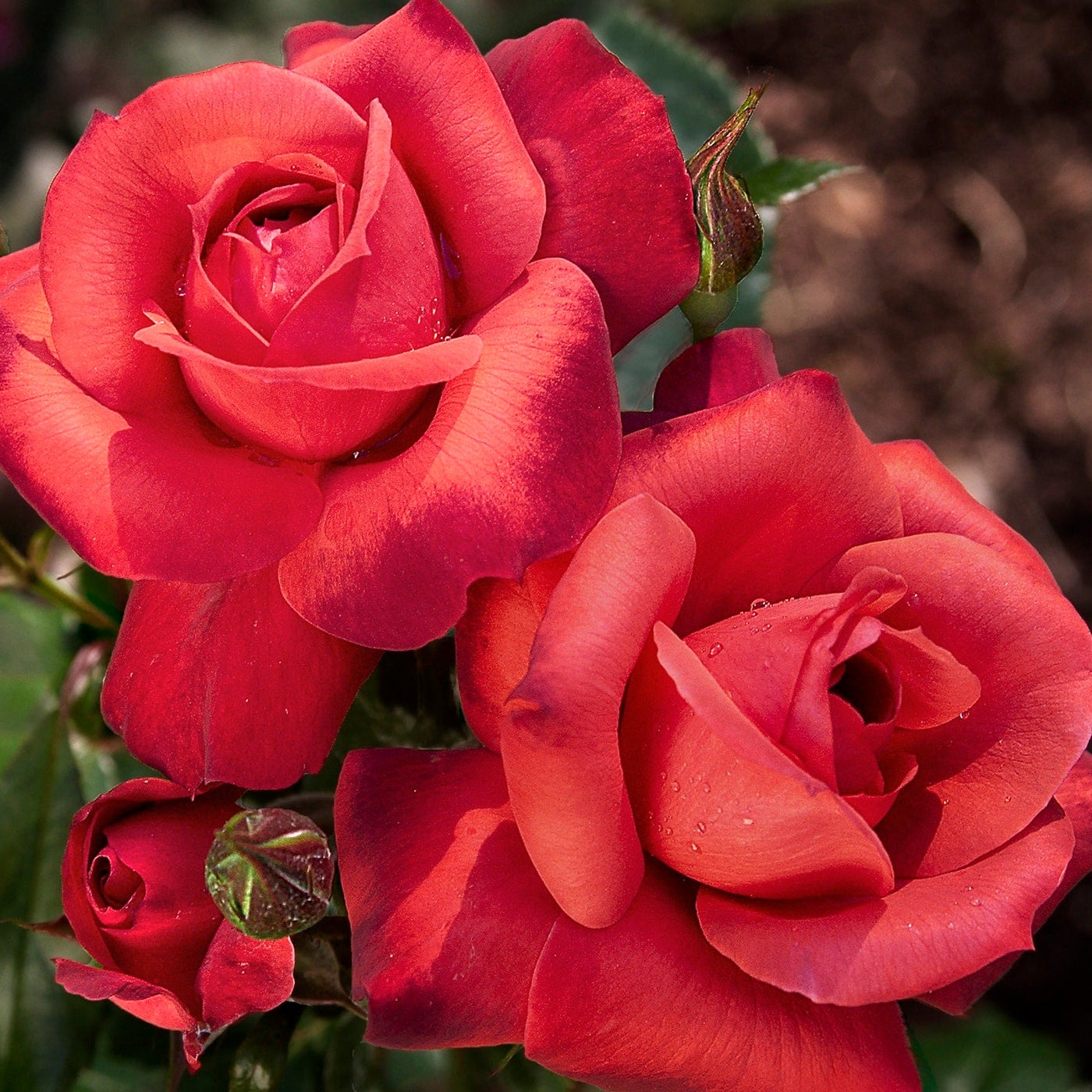 Hot Cocoa - Star Roses and Plants – Wildwood Outdoor Living