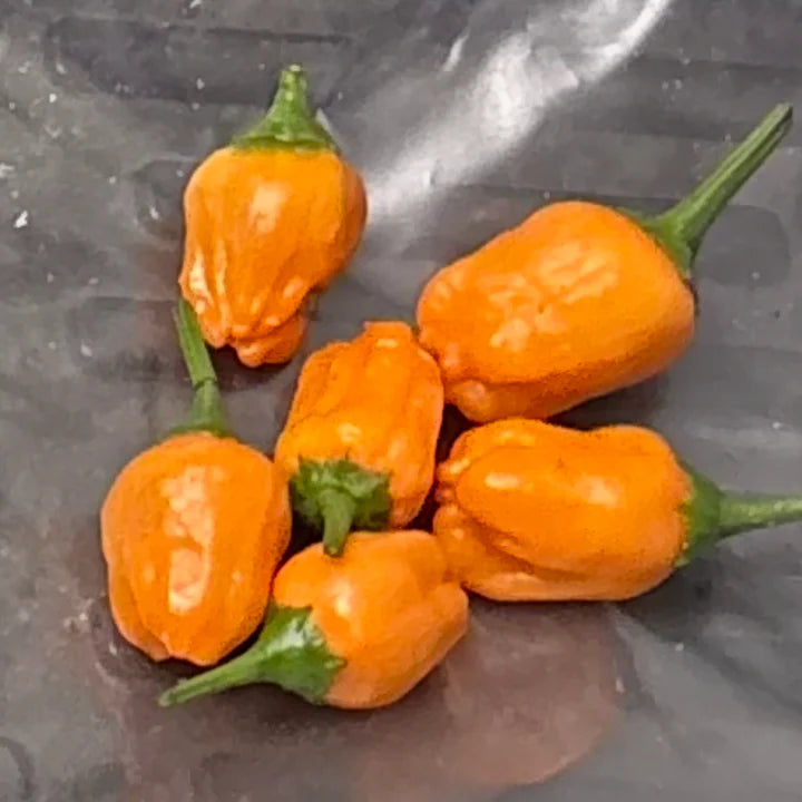 Aji Mango Hot Pepper - Eagleridge Seeds – Wildwood Outdoor Living