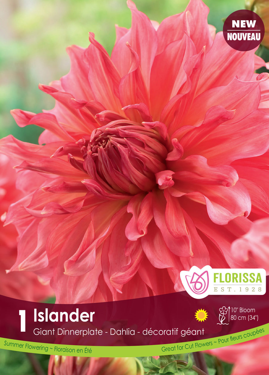 Dahlia | Dinnerplate | Islander | Spring Planting Bulb – Wildwood ...