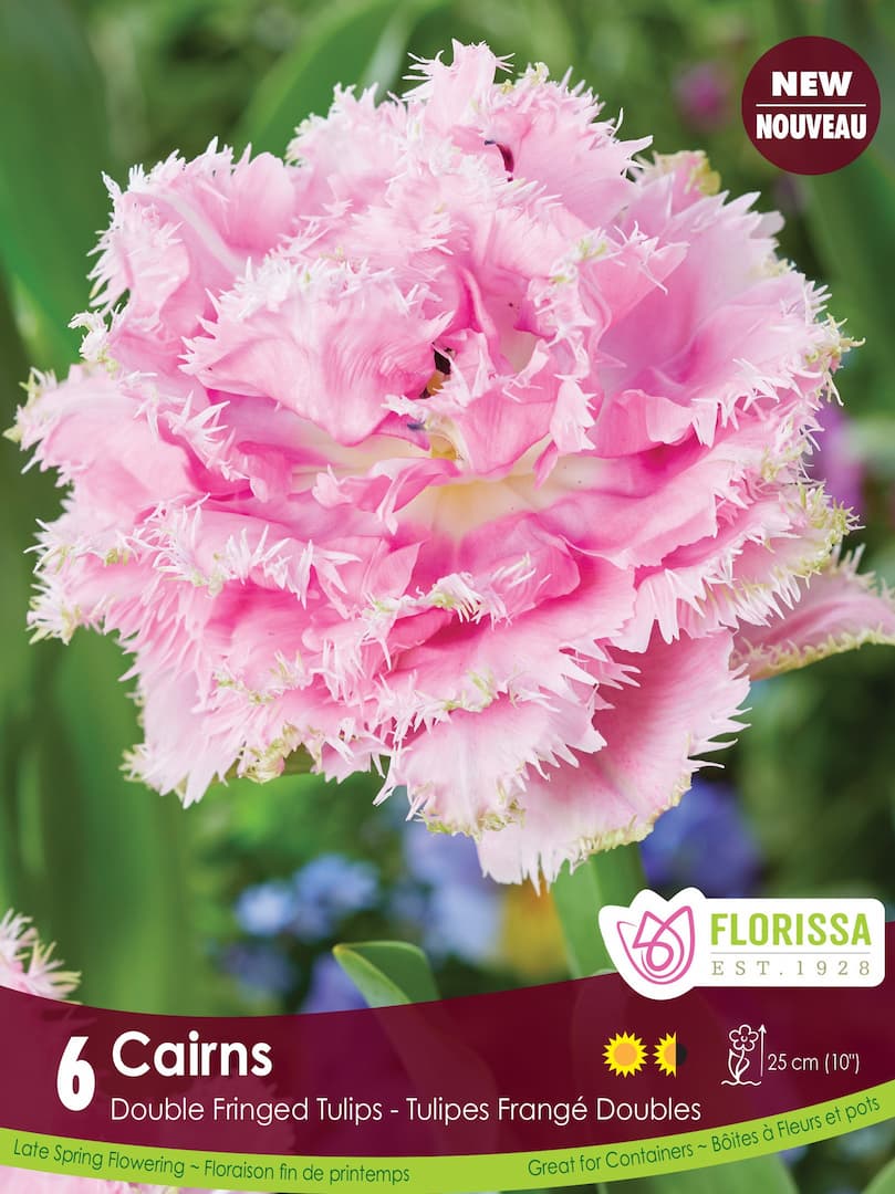 Tulip Bulbs | Best Selection, Top Quality | Canada-Wide Shipping – Page ...