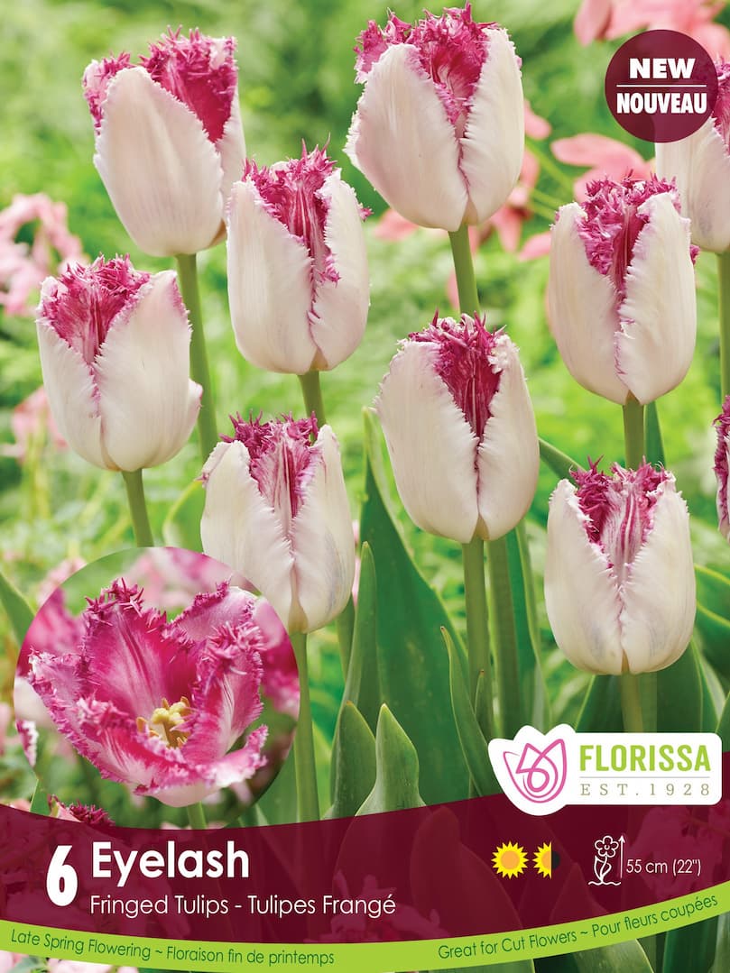 Tulip Bulbs | Best Selection, Top Quality | Canada-Wide Shipping ...