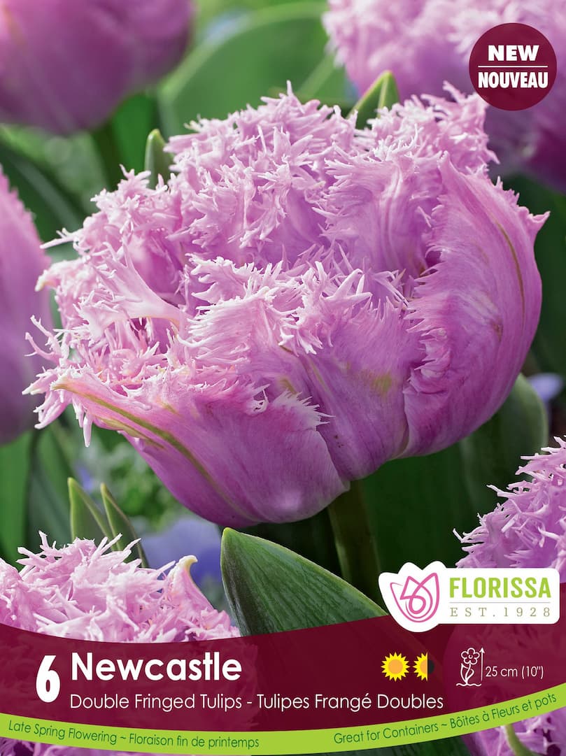 Tulip | Double Fringed Tulip | Newcastle | Fall Planting Bulb ...