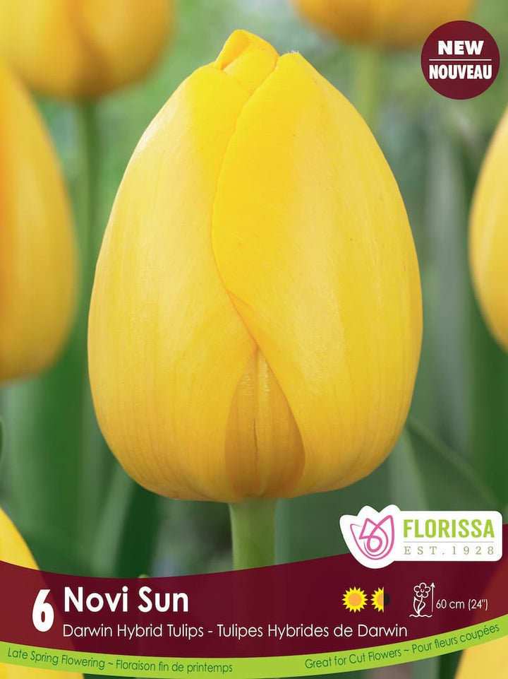 Tulip Bulbs | Best Selection, Top Quality | Canada-Wide Shipping ...