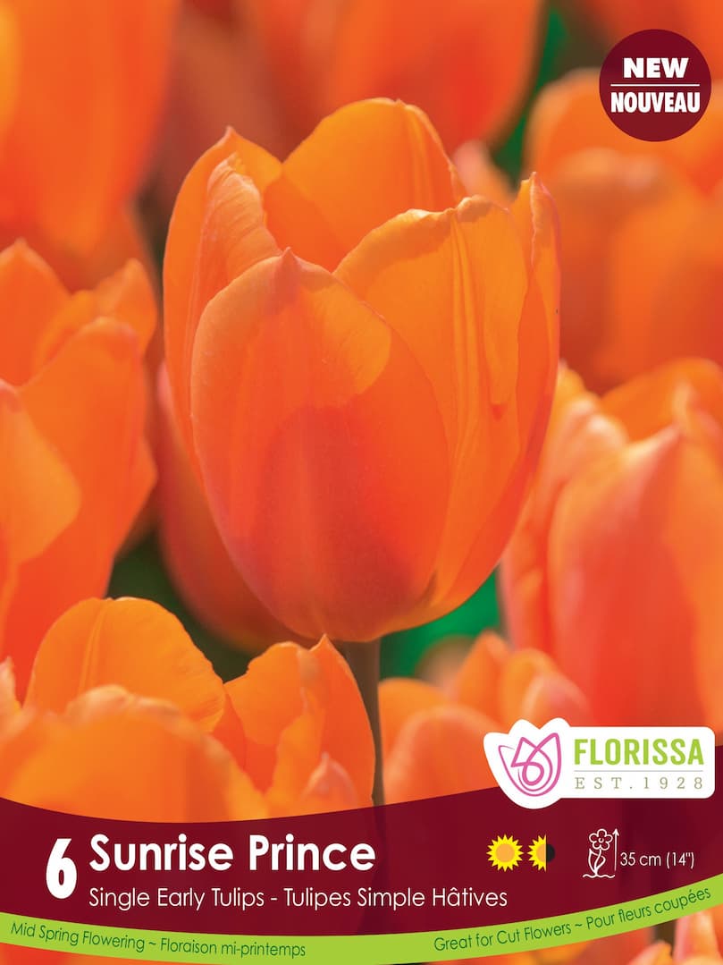 Tulip | Single Early Tulip | Sunrise Prince | Fall Planting Bulb ...
