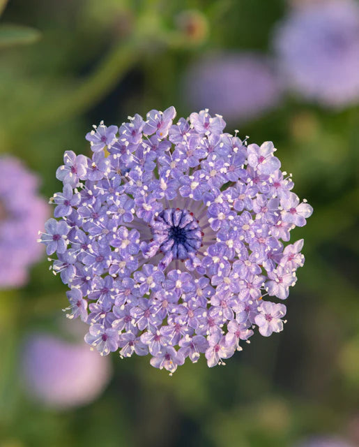 Didiscus Lace Blue - West Coast Seeds – Wildwood Outdoor Living