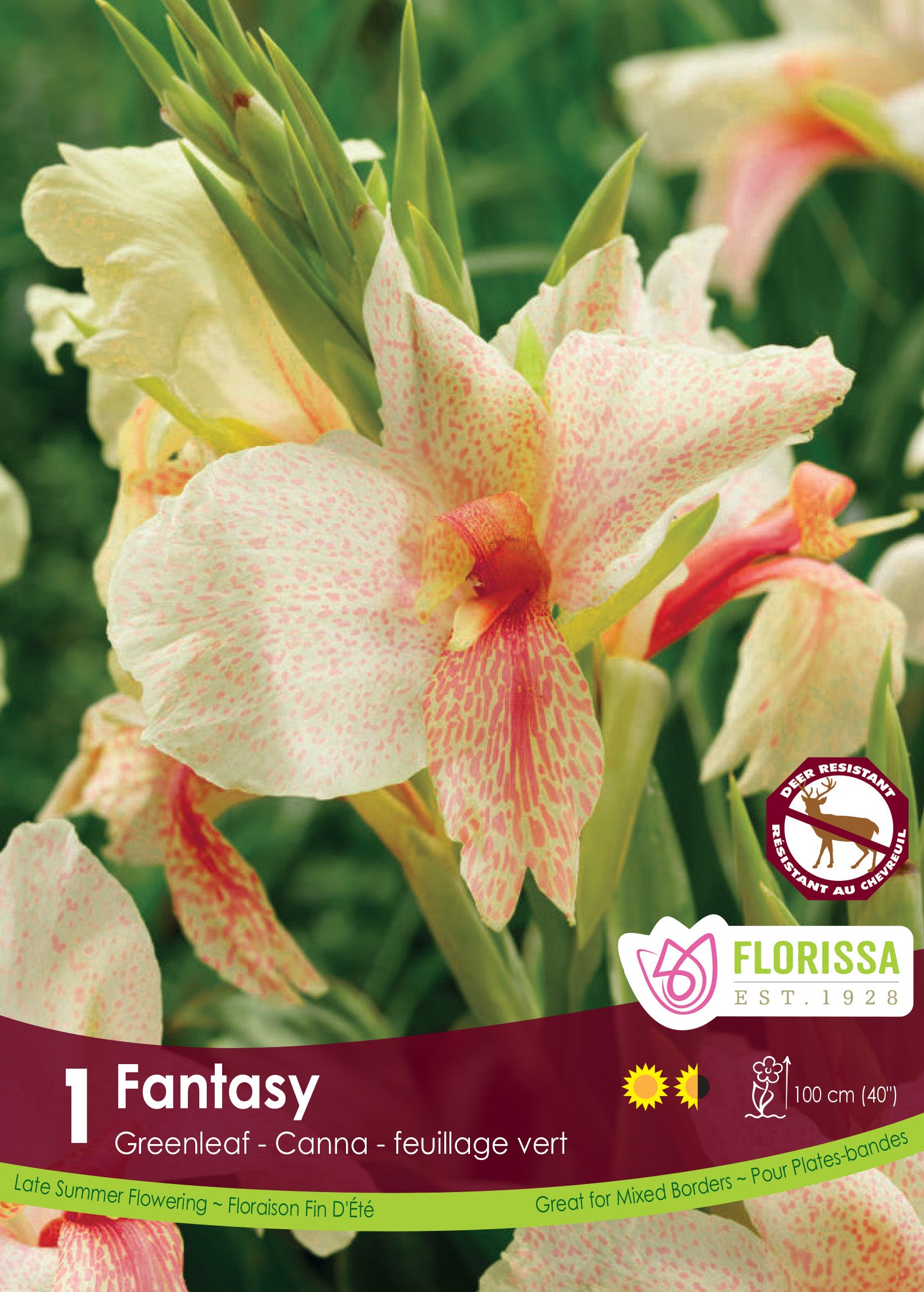 Canna Greenleaf | Fantasy | Spring Planting Bulb – Wildwood Outdoor Living
