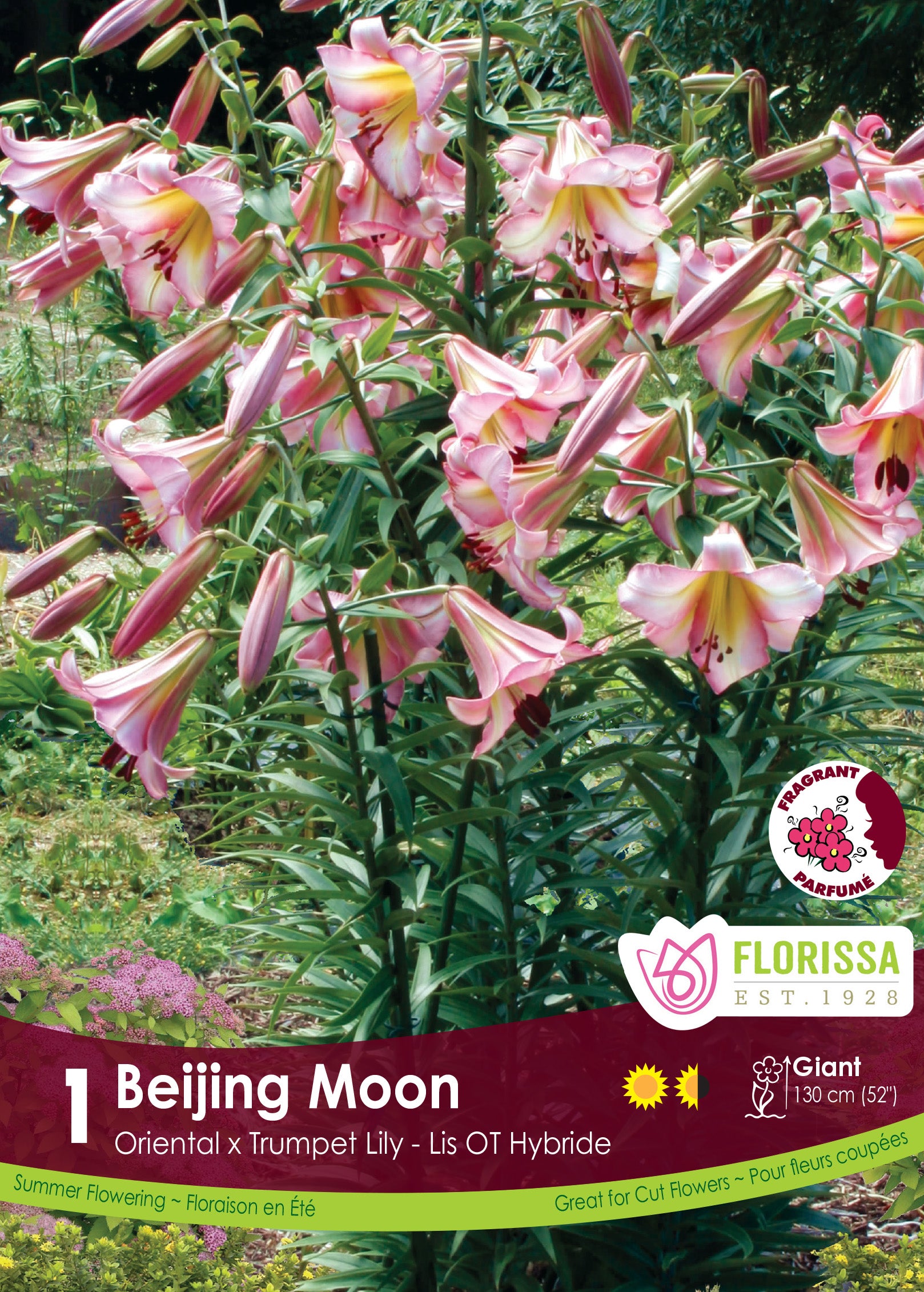 Lily Oriental x Trumpet | Beijing Moon | Spring Planting Bulb ...
