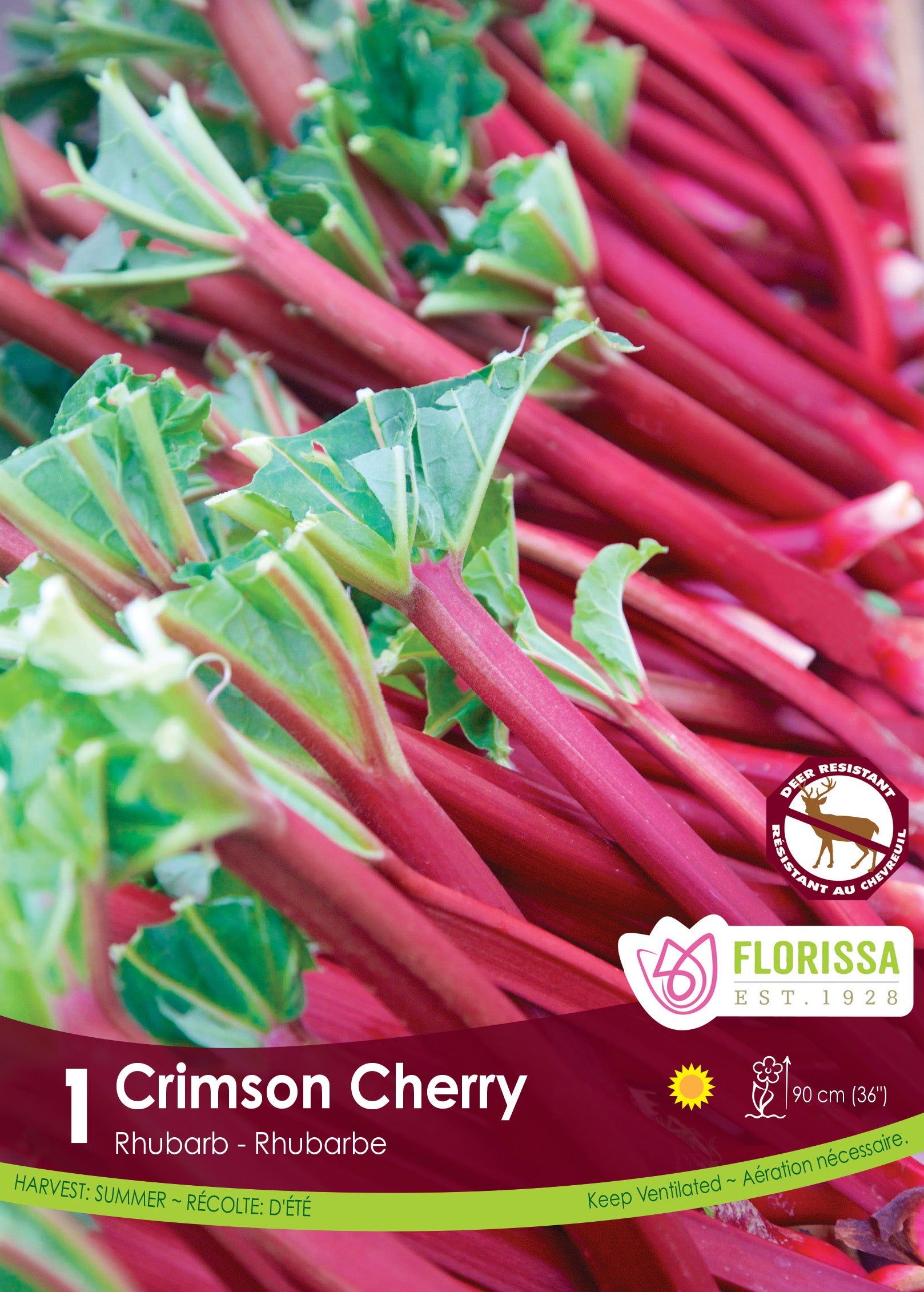 Rhubarb | Crimson Cherry | Spring Planting Bulb – Wildwood Outdoor Living
