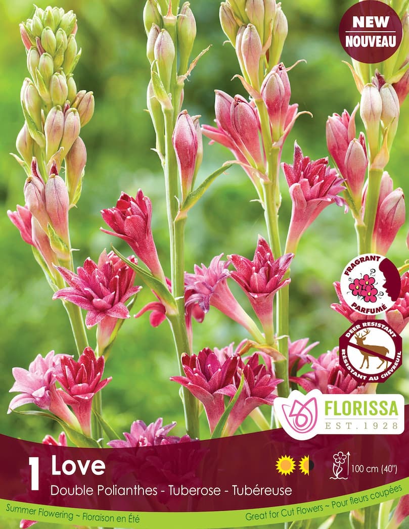 Tuberosa Double | Love | Spring Planting Bulb – Wildwood Outdoor Living