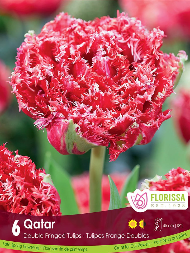 Tulip Bulbs | Best Selection, Top Quality | Canada-Wide Shipping – Wildwood Outdoor Living