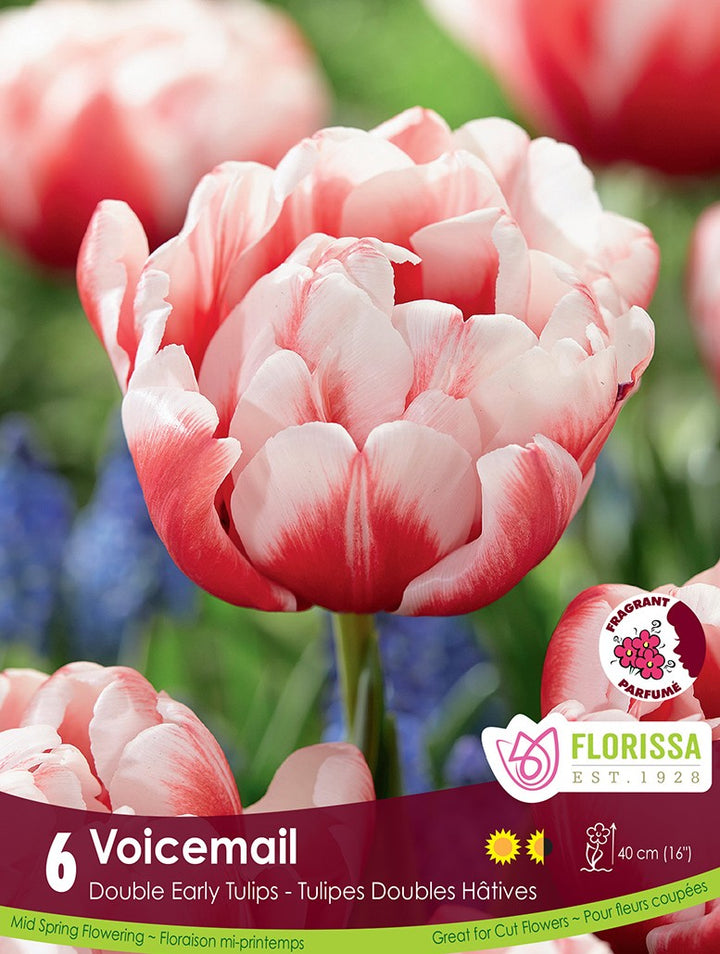 Tulip Bulbs | Best Selection, Top Quality | Canada-Wide Shipping – Wildwood Outdoor Living