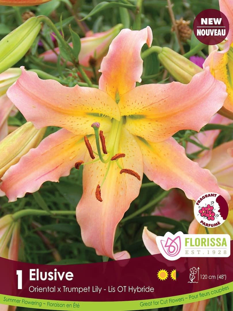 Oriental x Trumpet Lily | Elusive | Spring Planting Bulb – Wildwood ...