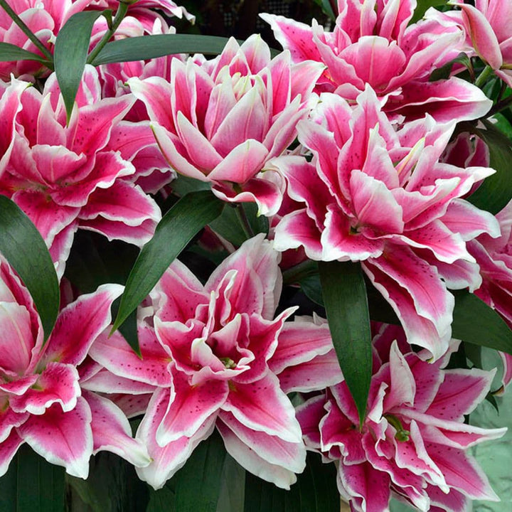 Lily Bulbs | Largest Selection in Canada | Top Size – Wildwood Outdoor ...