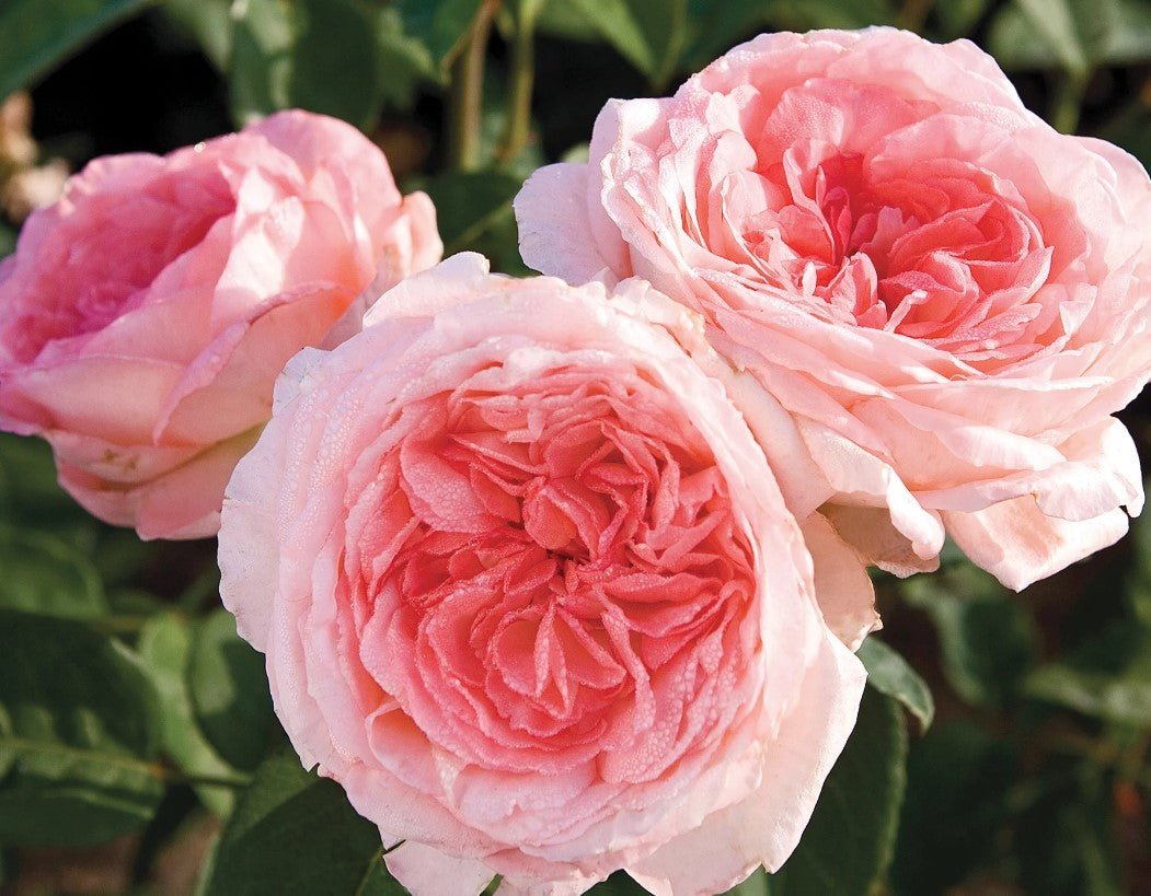 Liv Tyler™ - Star Roses and Plants – Wildwood Outdoor Living