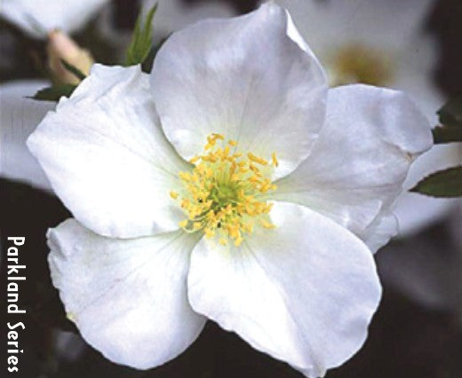 Roses | Over 450 Varieties | Canada-Wide Shipping – Page 6 – Wildwood ...