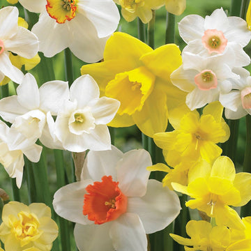 Narcissus Bulbs | Best Selection, Top Quality | Canada-Wide Shipping ...