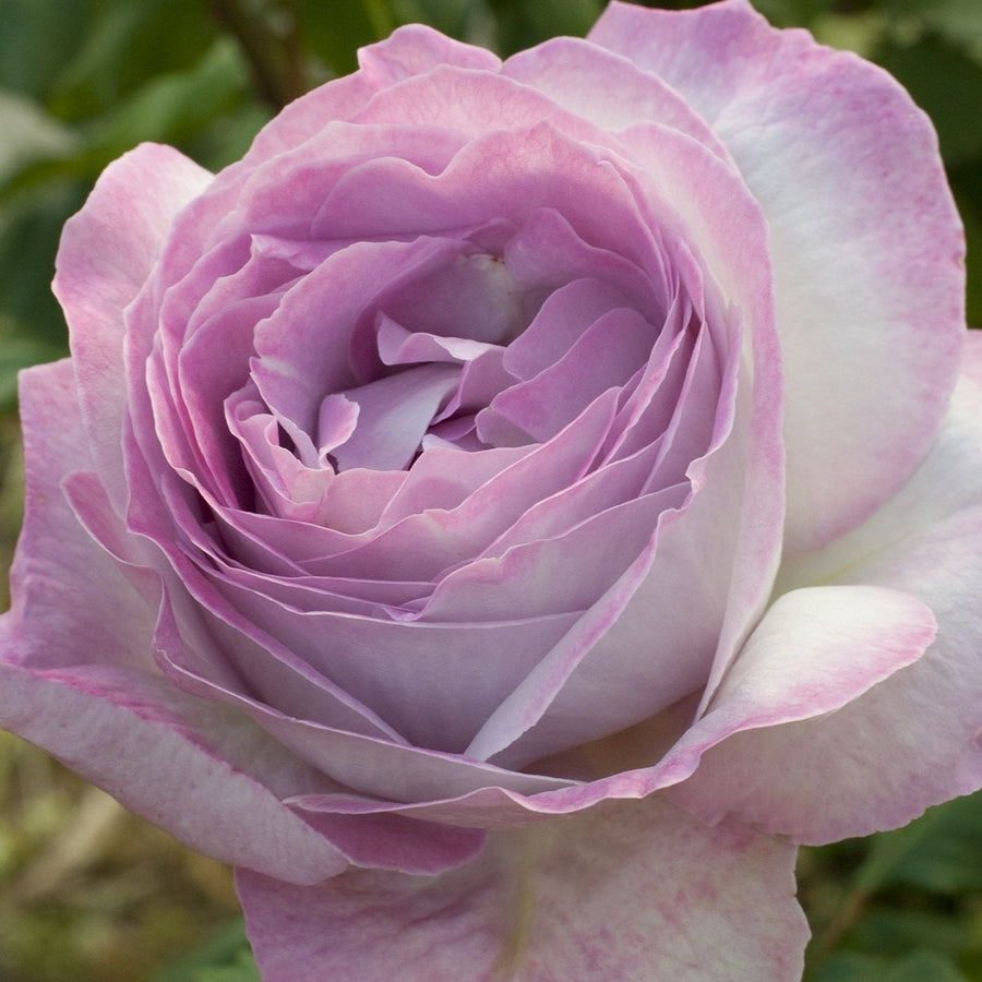 Roses | Over 450 Varieties | Canada-Wide Shipping – Page 10 – Wildwood ...